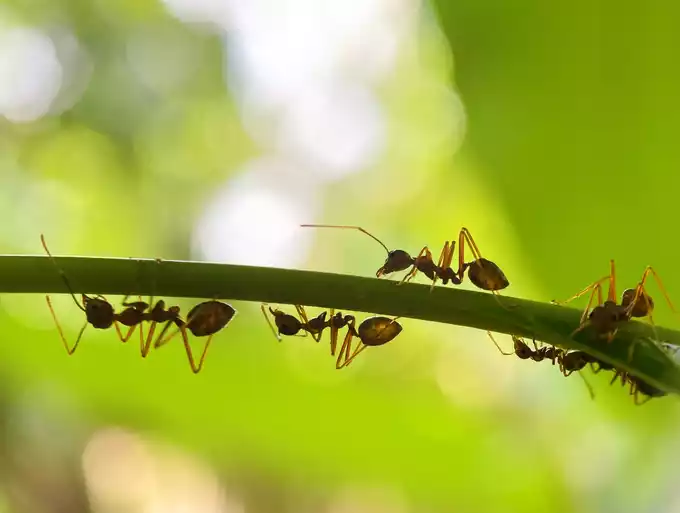 Getting Rid of Ants in Illinois - A Comprehensive Guide | Crist Termite ...