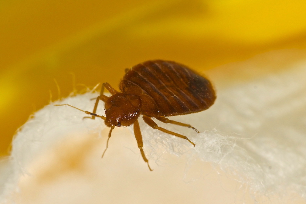 How Do Bed Bugs Spread? | Crist Termite & Pest Solutions, Inc