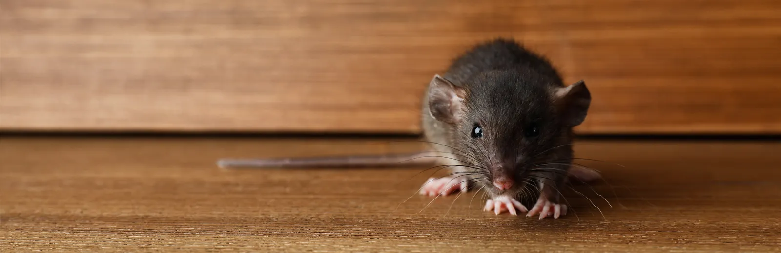 Winter Rodent Alert: Predicted Increase in Rats and Mice in Illinois